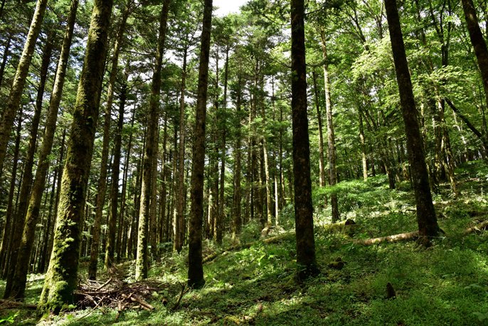 山の副産物の木々でできたクリスマスリースを飾って自然環境に 山の副産物の木々でできたクリスマスリースを飾って自然環境に